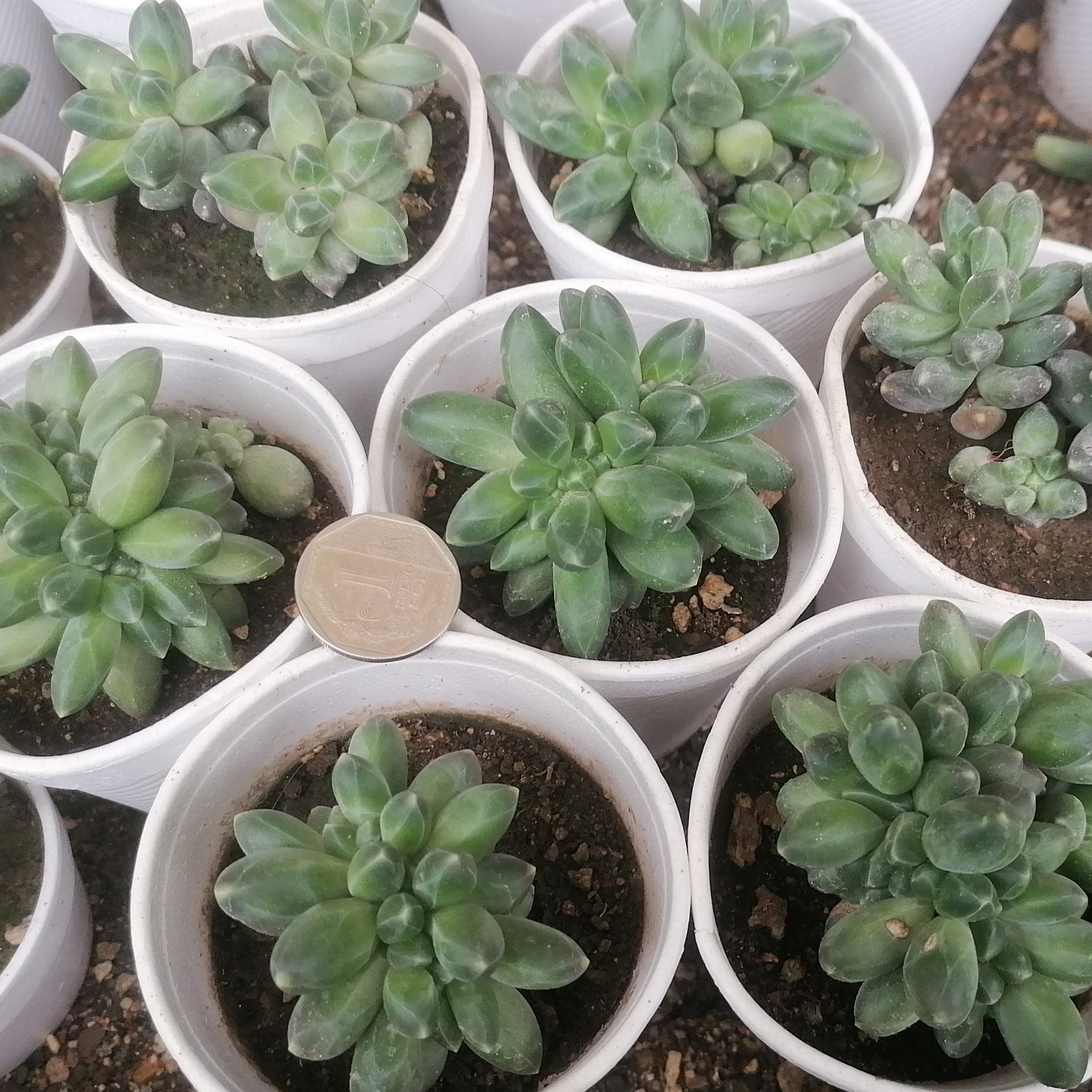 M-221: Pachyphytum Compactum – ViverosMeli
